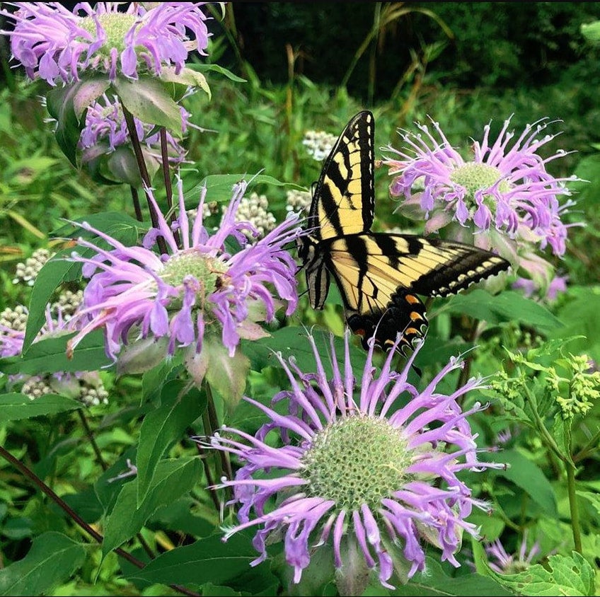 Pollinators' Paradise CSA | Lucayda Farm | Shop Now