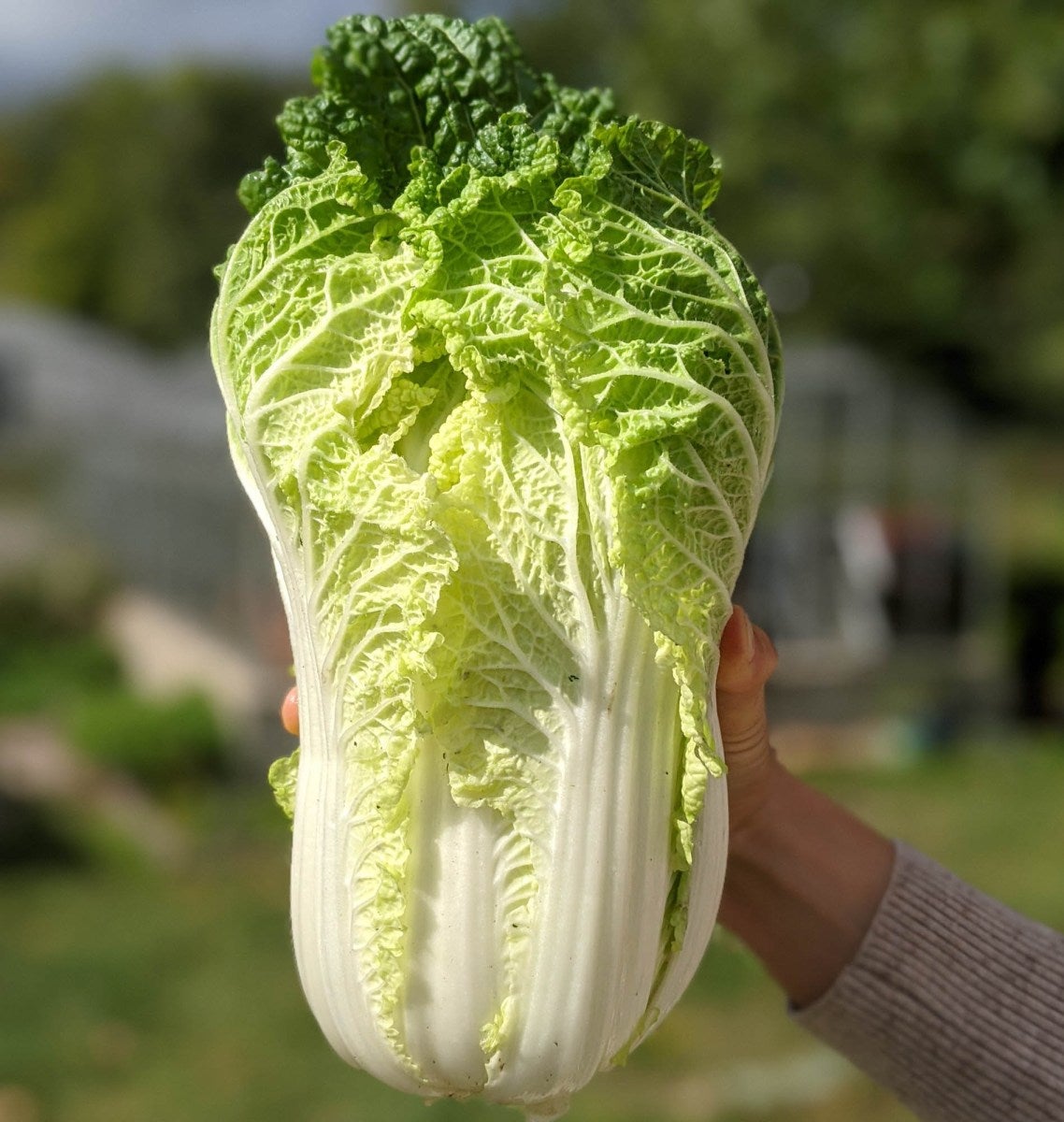 Minuet Cabbage aka Nappa | Lucayda Farm | Shop Now