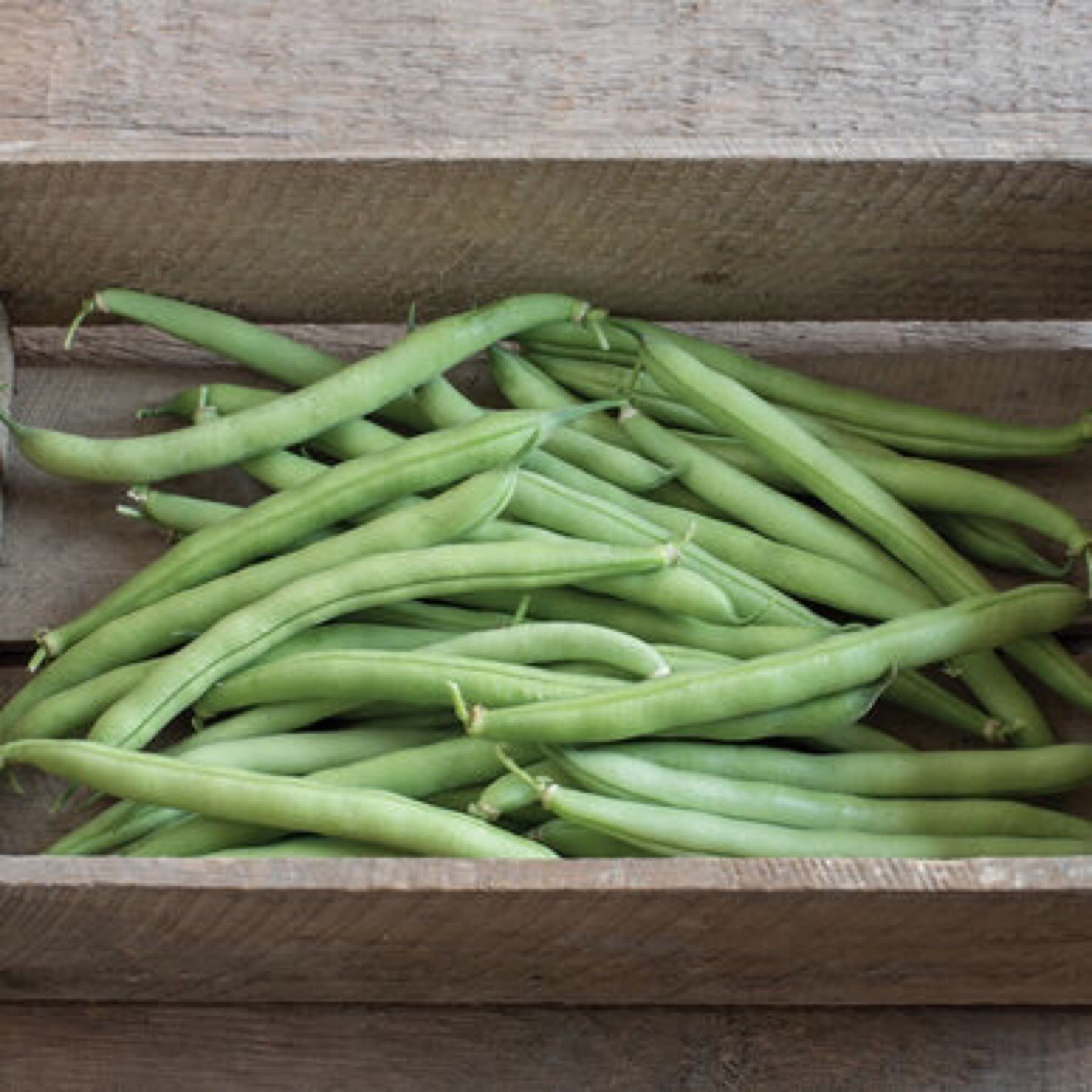 Bountiful Bush Bean | Lucayda Farm | Shop Now