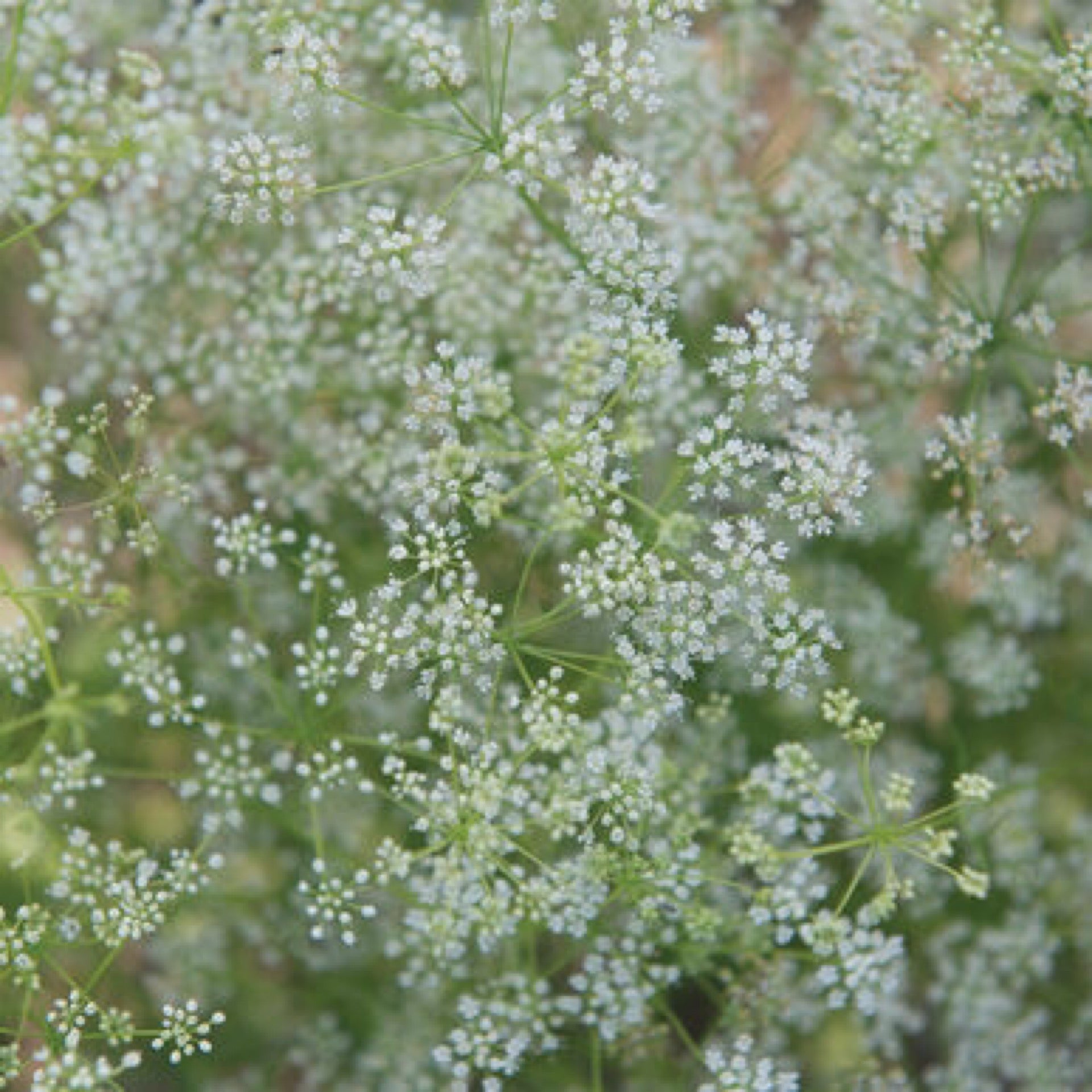 Anise | Lucayda Farm | Shop Now