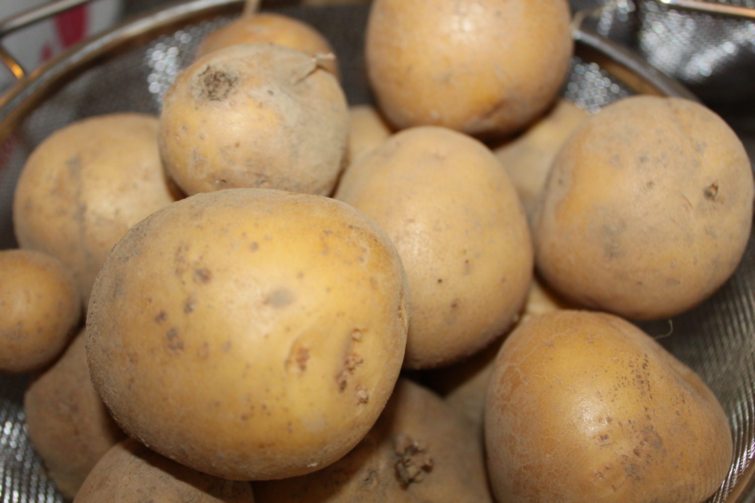Kennebec Seed Potato | Lucayda Farm | Shop Now
