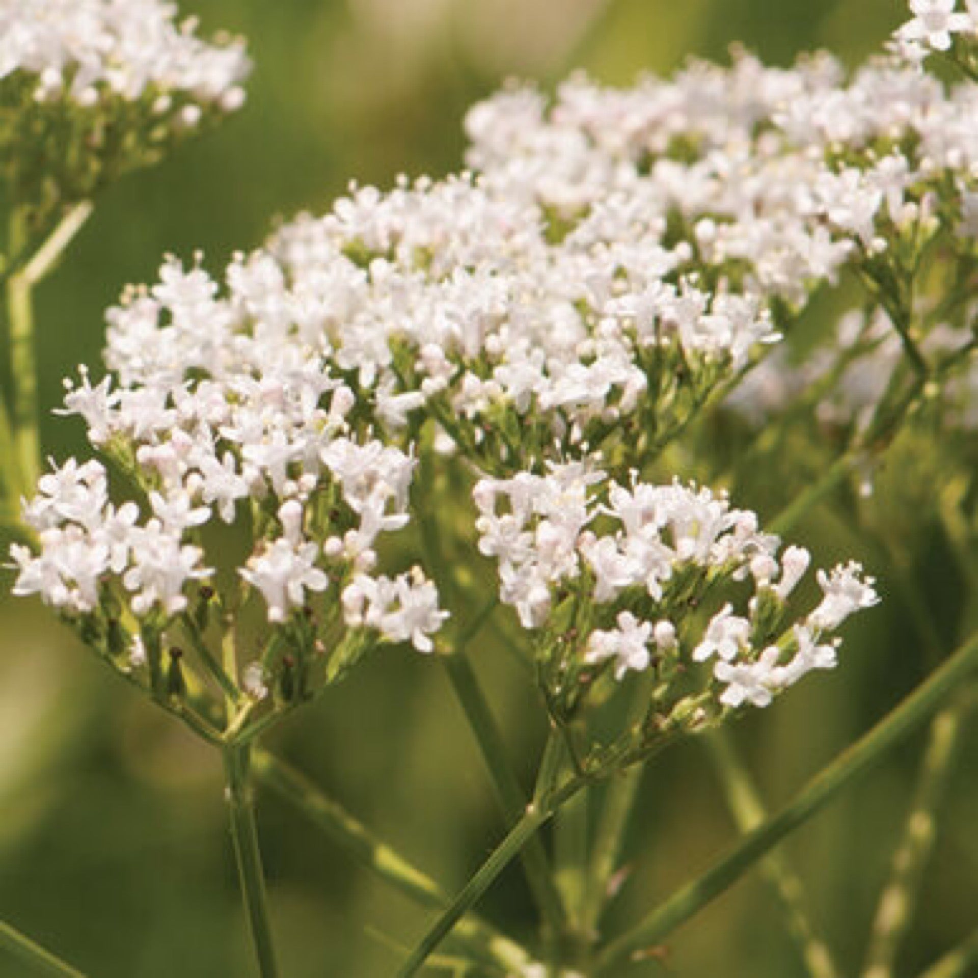 Valerian | Lucayda Farm | Shop Now