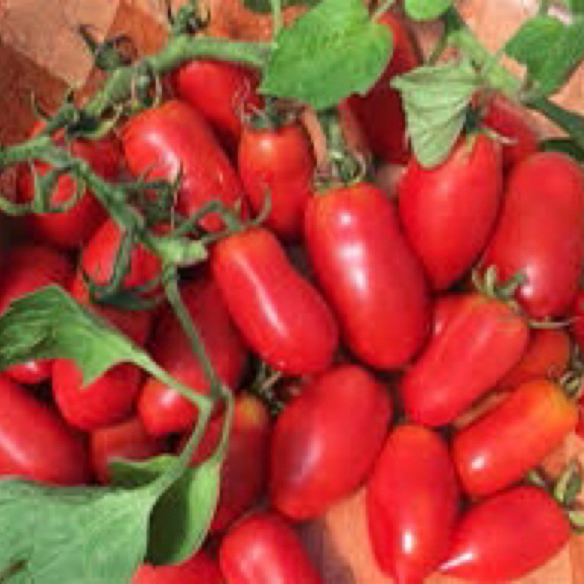 Ten Fingers of Naples, Tomato | Lucayda Farm | Shop Now